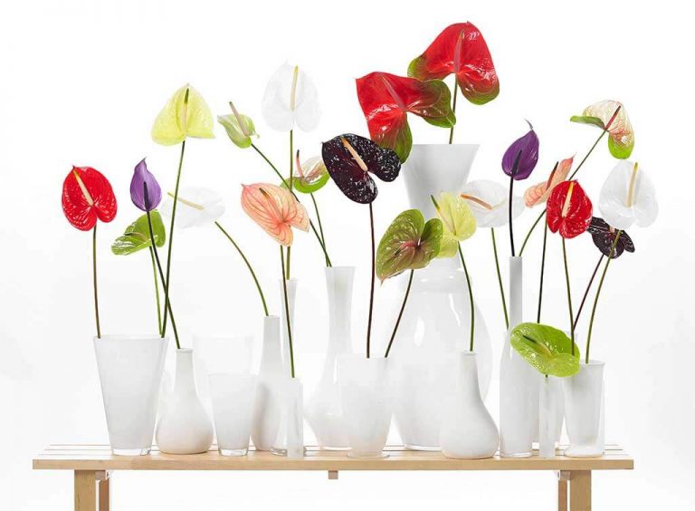 Inspiración – Flores de Chiltepec