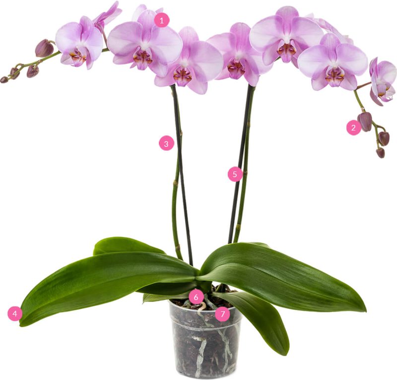 ORQUÍDEAS – Flores de Chiltepec